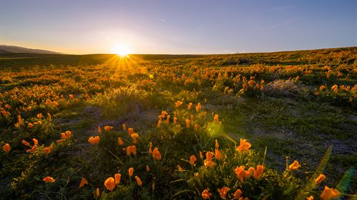 Sunset Ranch Elementary - Calendar